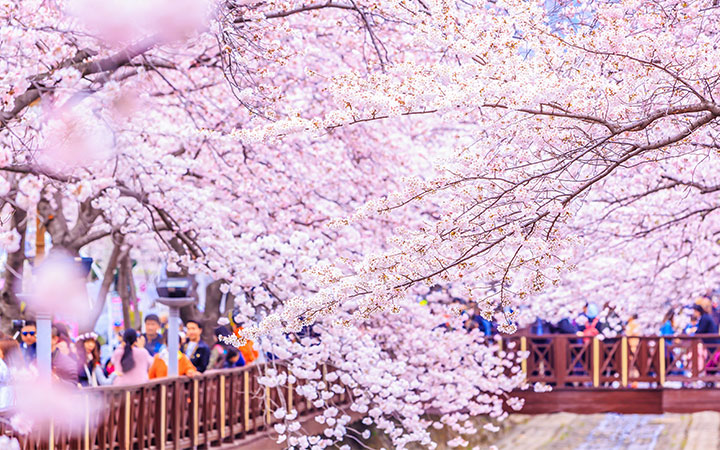 Rakso Travel - KOREA SPRING BLOSSOM