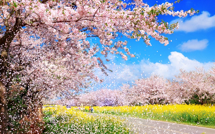 Rakso Travel - 4D3N JEJU ISLAND SPRING GETAWAY