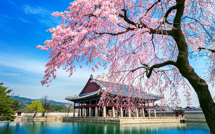 Rakso Travel - KOREA SPRING FESTIVAL (VISA FREE)